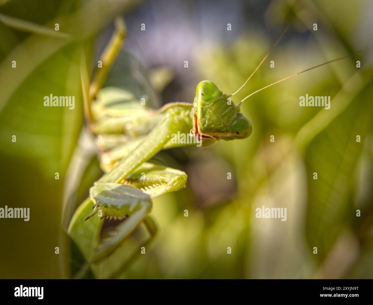 Praying machine hi-res stock photography and images - Alamy