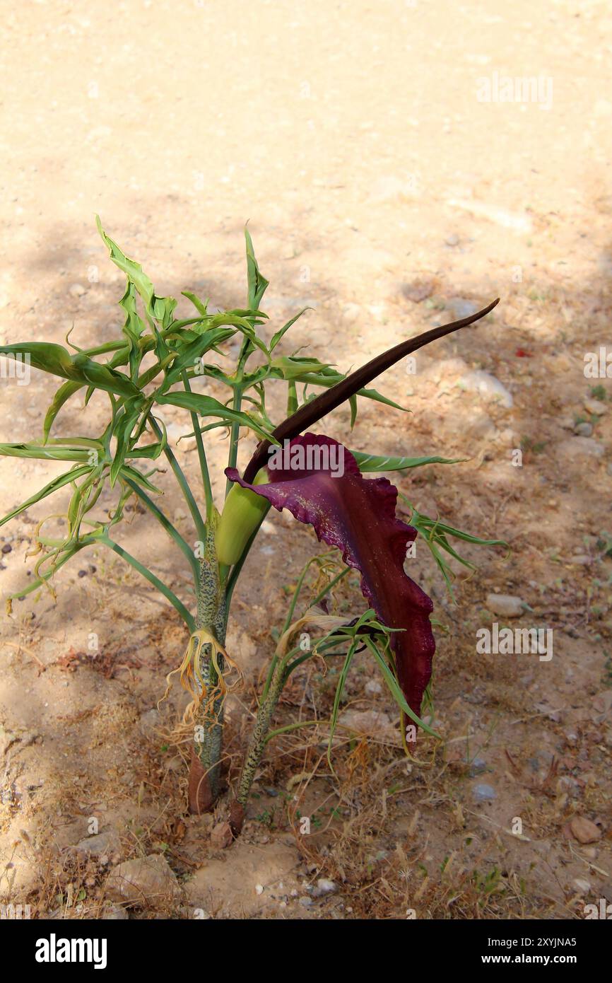 Flowering Dragon lily or dragon arum (Dracunculus vulgaris) endemic to ...