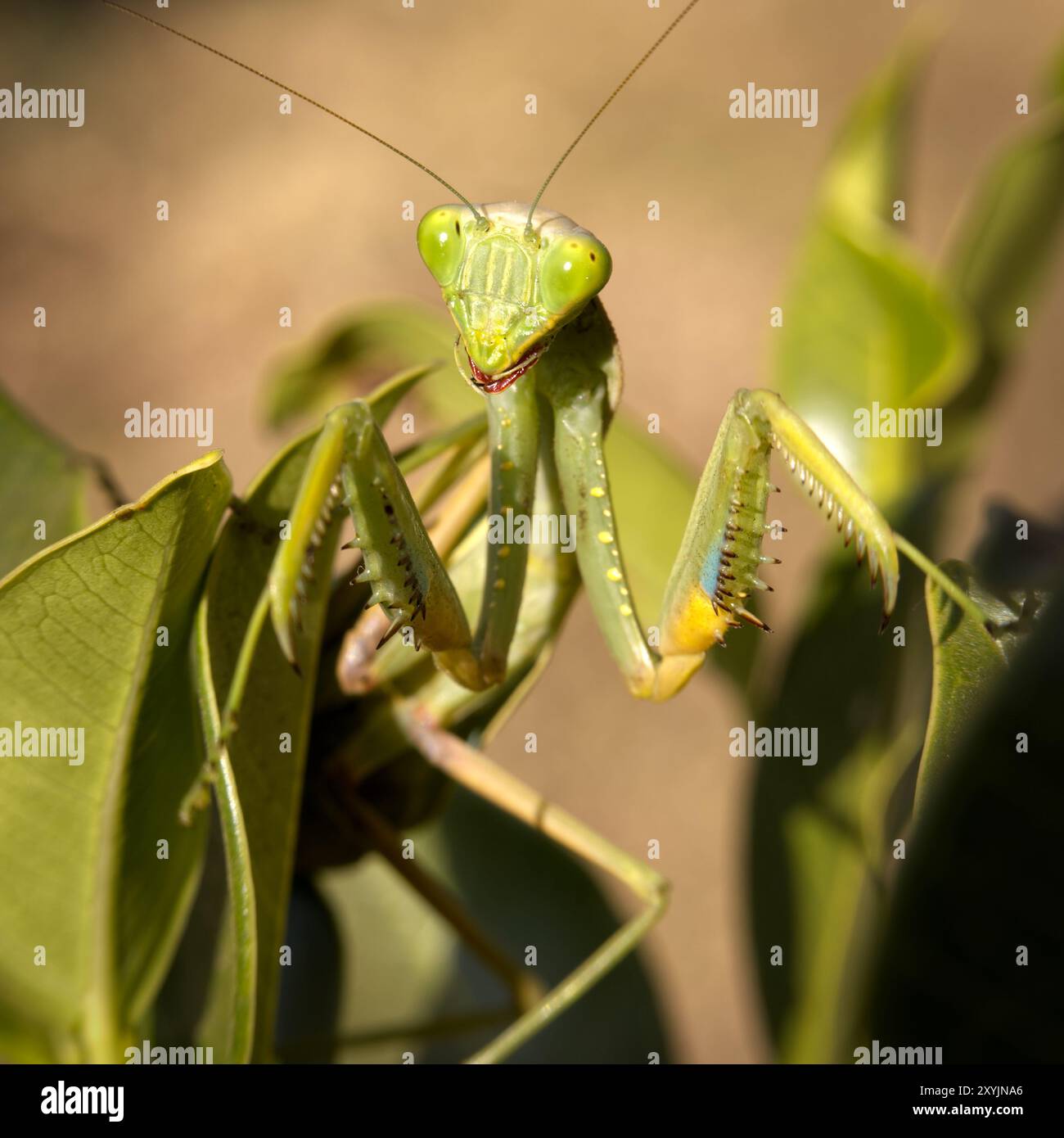 Praying Mantis in Africa close-up Stock Photo - Alamy