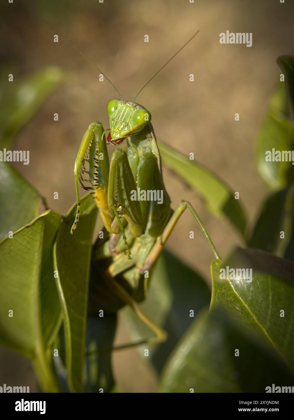 Fascinating mantis hi-res stock photography and images - Alamy