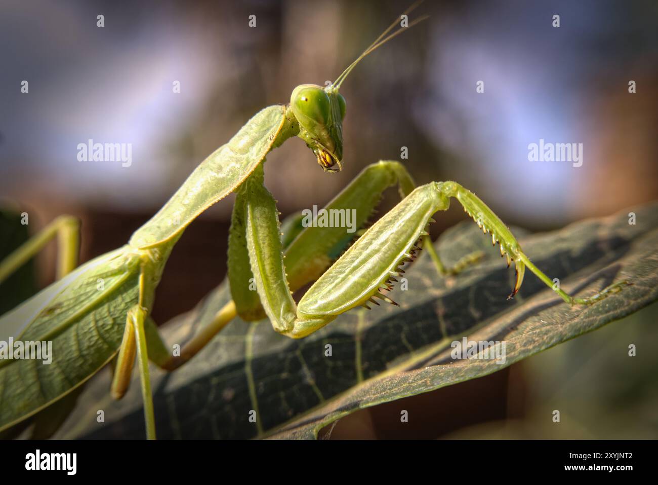 Praying Mantis in Africa close-up Stock Photo - Alamy
