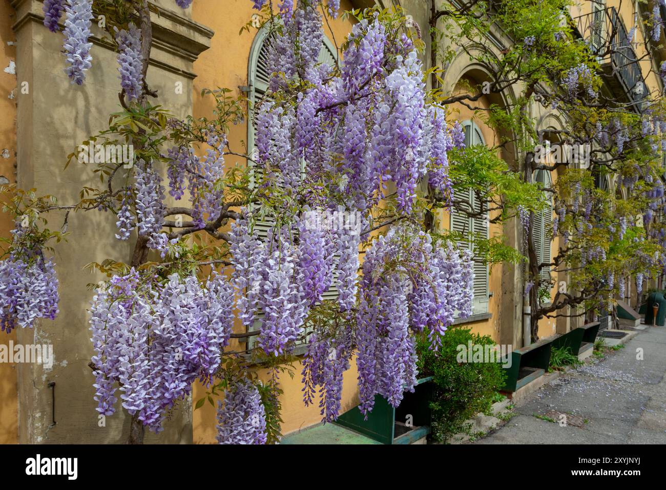 Flowers, nature. Climbing wisteria with purple and green color Stock ...