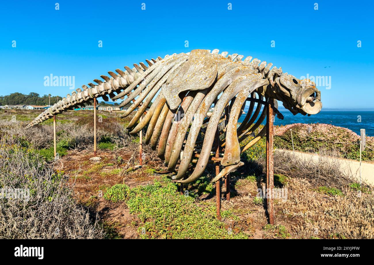Gray whale skeleton on display at a Marine Laboratory of the University ...