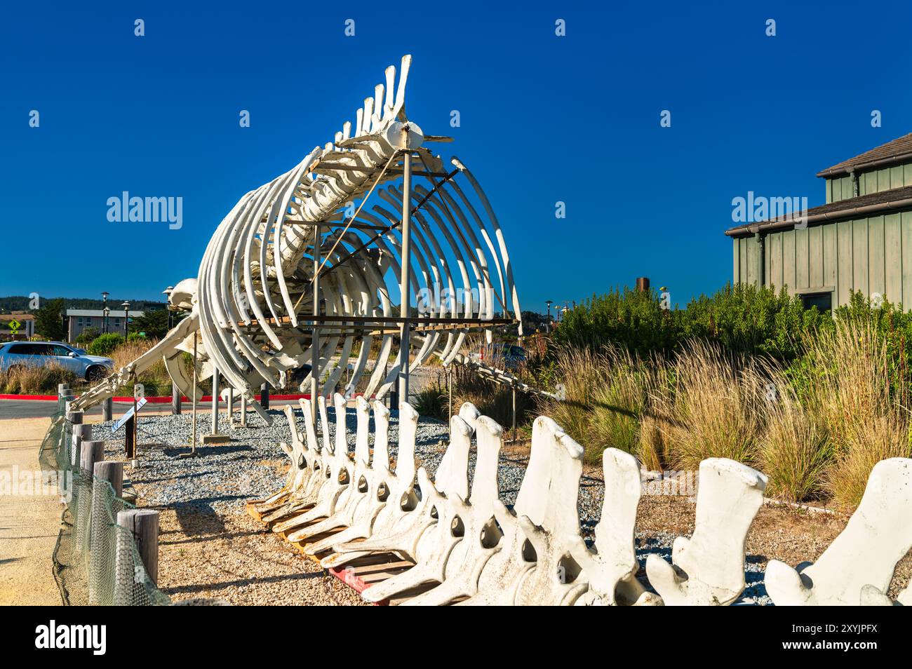 Complete blue whale skeleton on display at a Marine Laboratory of the ...