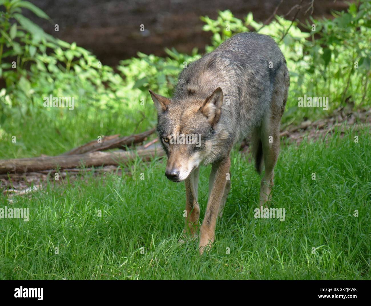 Wolf-Europaeischer Grauwolf in Deutschland in Aktion. Wolf-Grauwolf ...