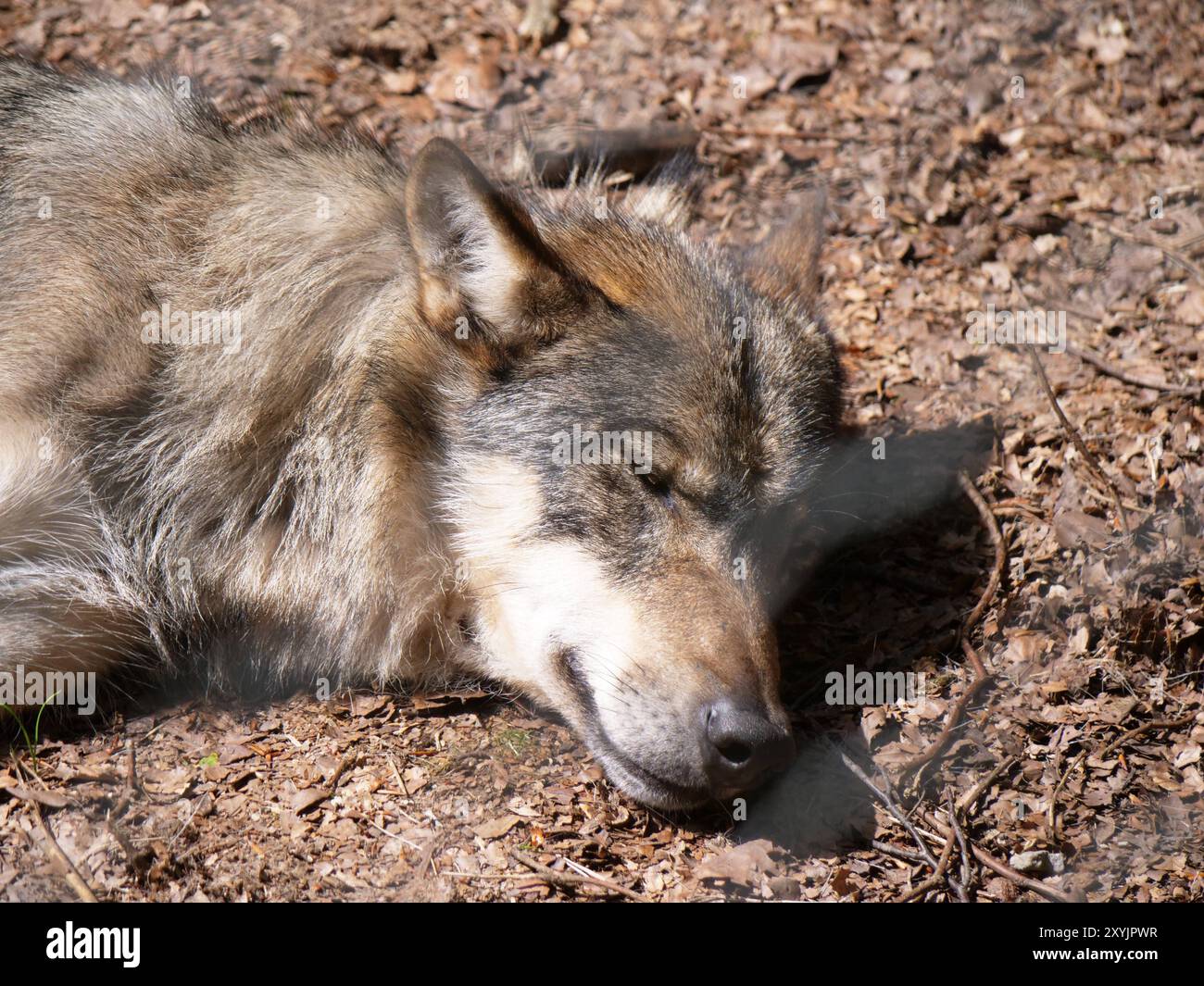 Wolf-Europaeischer Grauwolf in Deutschland in Aktion. Wolf-Grauwolf ...