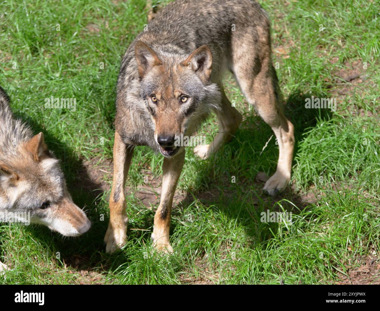 Wolf-Europaeischer Grauwolf in Deutschland in Aktion. Wolf-Grauwolf ...