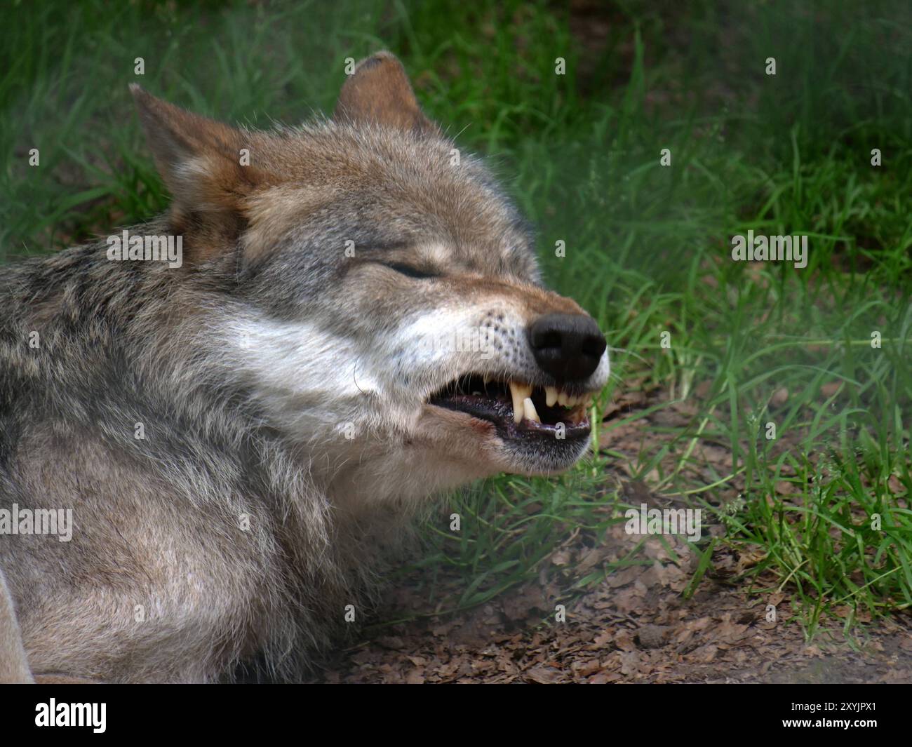 Wolf-Europaeischer Grauwolf in Deutschland in Aktion. Wolf-Grauwolf ...