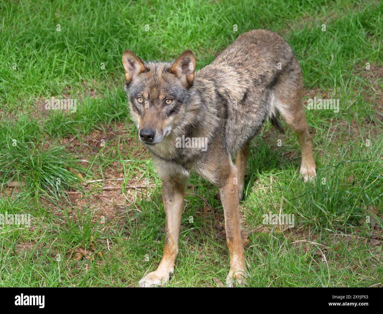 Wolf-Europaeischer Grauwolf in Deutschland in Aktion. Wolf-Grauwolf ...