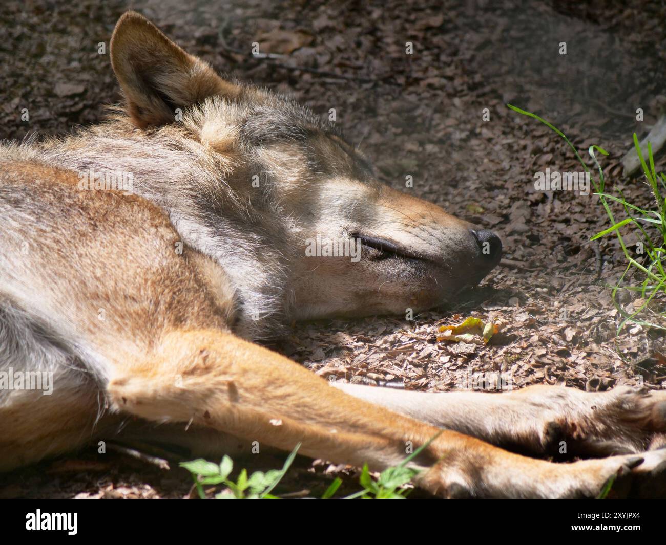 Wolf-Europaeischer Grauwolf in Deutschland in Aktion. Wolf-Grauwolf ...