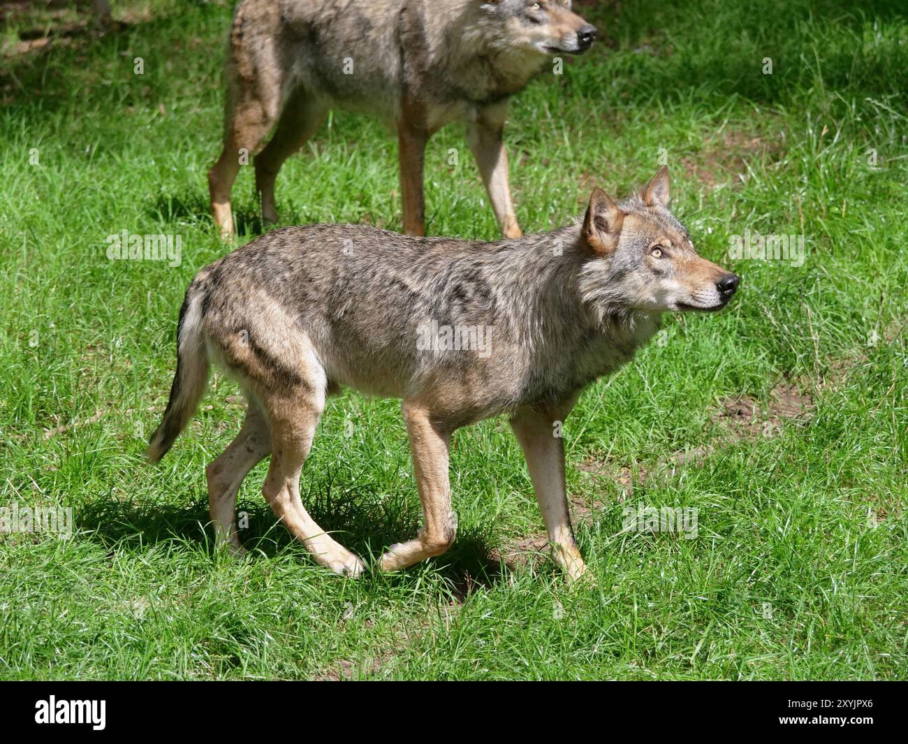 Wolf-Europaeischer Grauwolf in Deutschland in Aktion. Wolf-Grauwolf ...