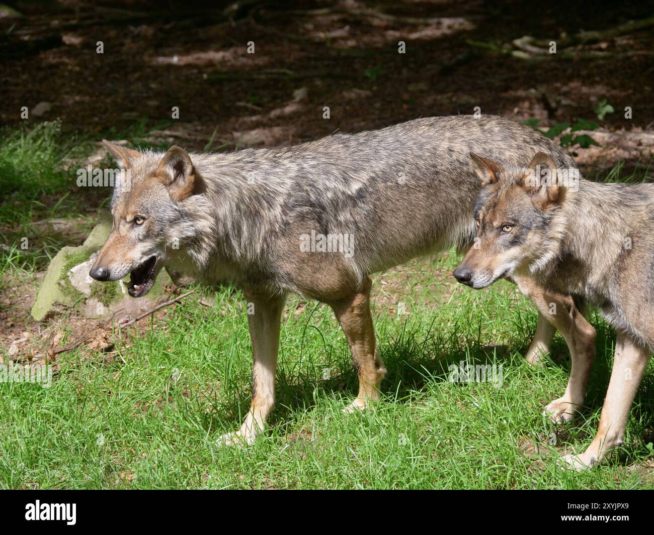 Wolf-Europaeischer Grauwolf in Deutschland in Aktion. Wolf-Grauwolf ...