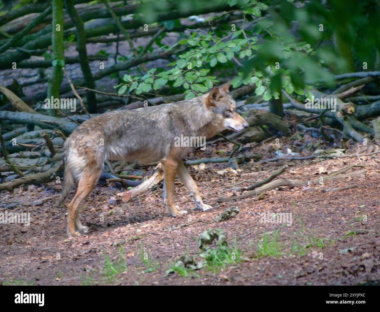Wolf-Europaeischer Grauwolf in Deutschland in Aktion. Wolf-Grauwolf ...