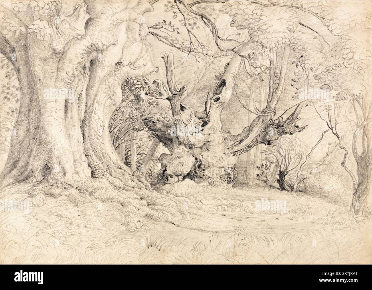 Drawing of trees hi-res stock photography and images - Alamy