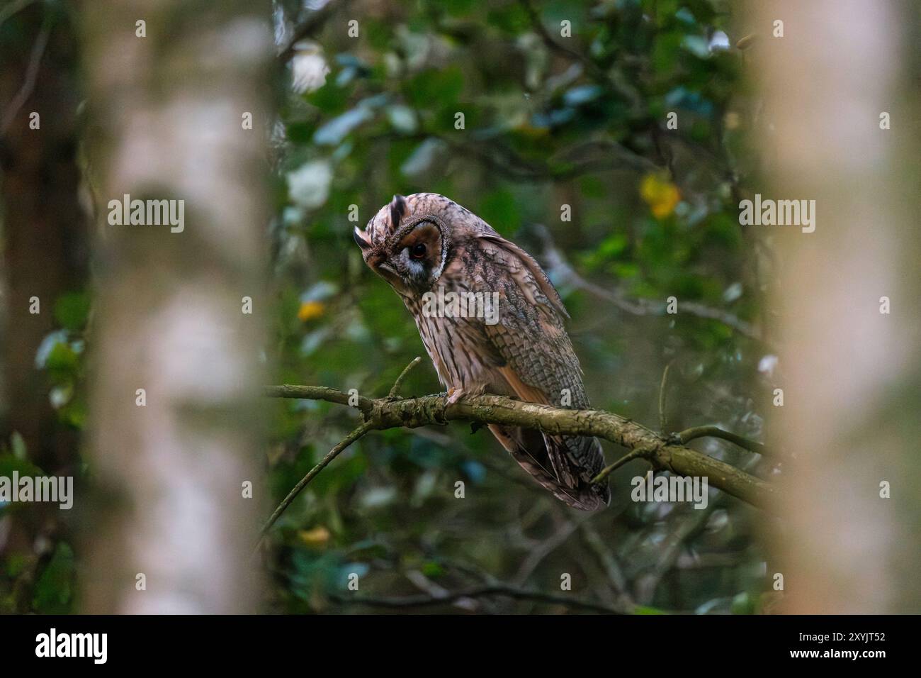 Long eared owl sitting hi-res stock photography and images - Alamy
