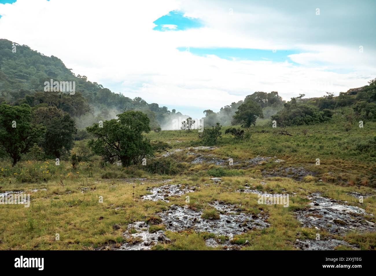 The montane forest ecological zone of Mount Napak in Karamoja, Uganda ...
