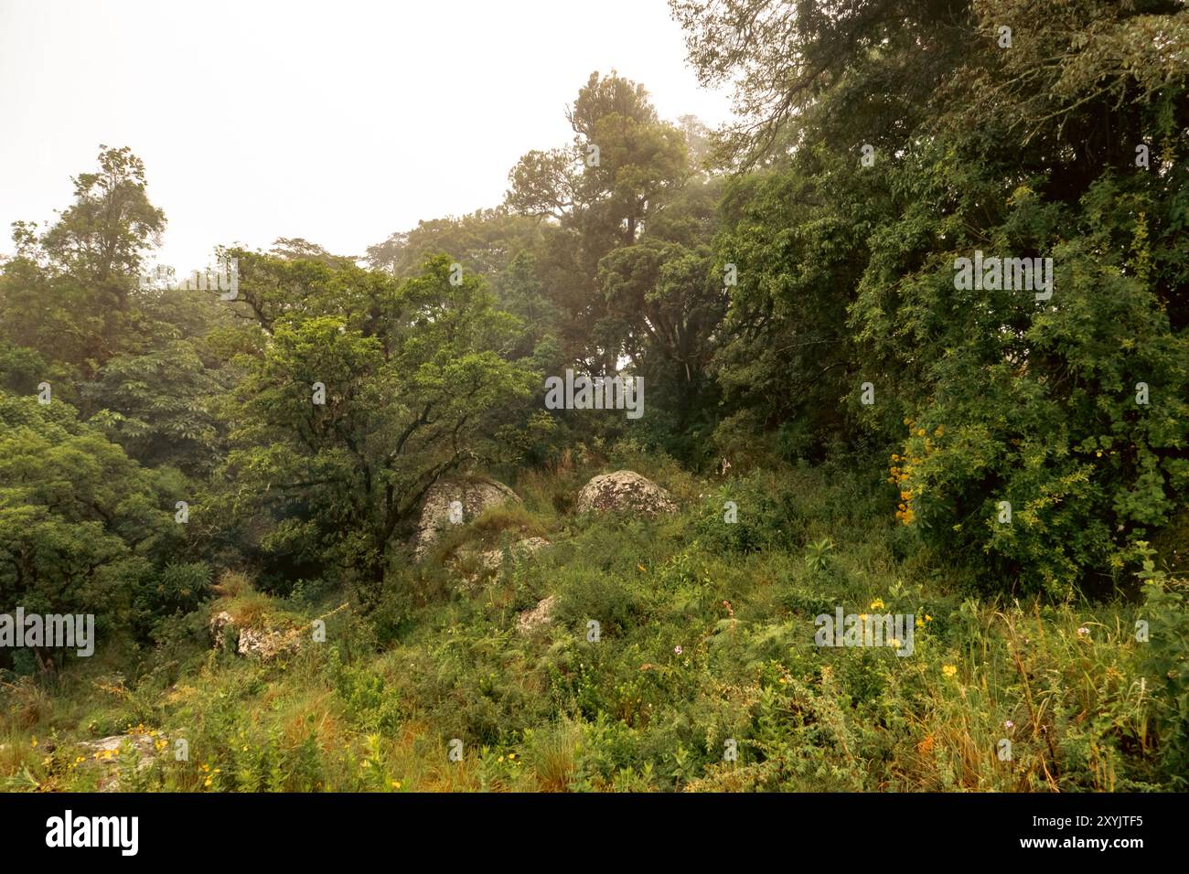 The montane forest ecological zone of Mount Napak in Karamoja, Uganda ...