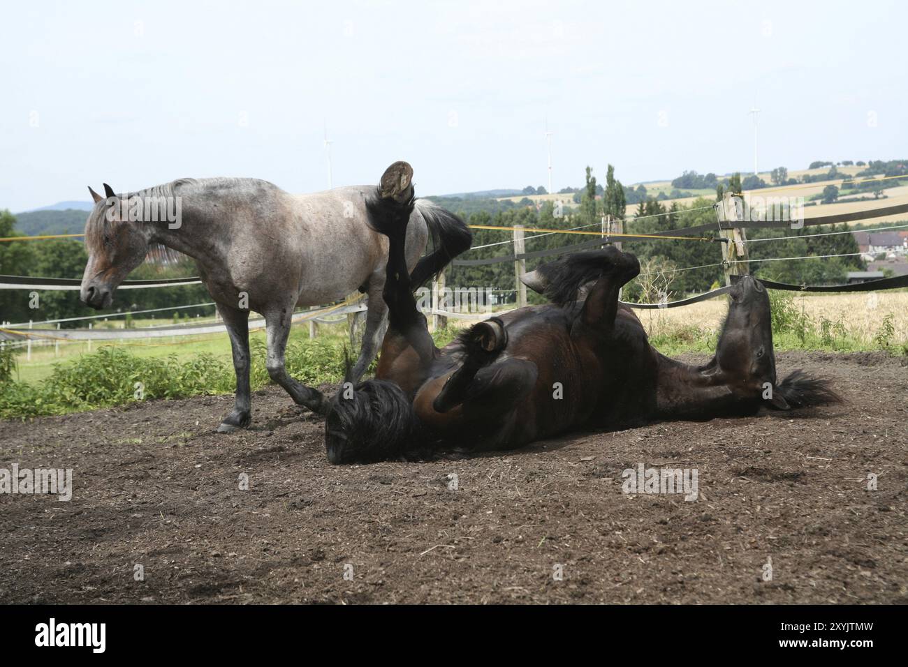 Arabian mix and Friesian Stock Photo - Alamy