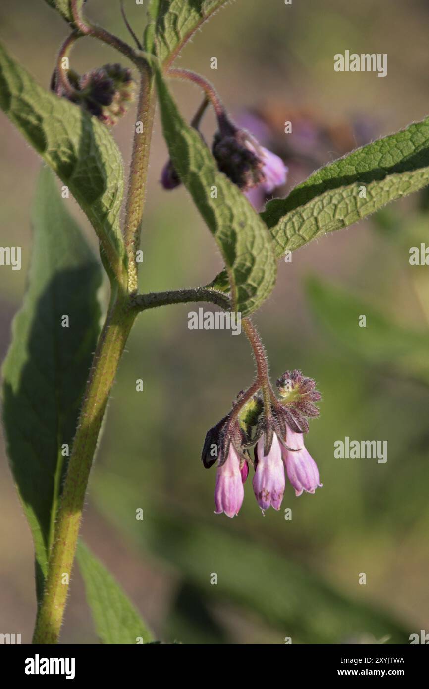 Fodder comfrey hi-res stock photography and images - Alamy