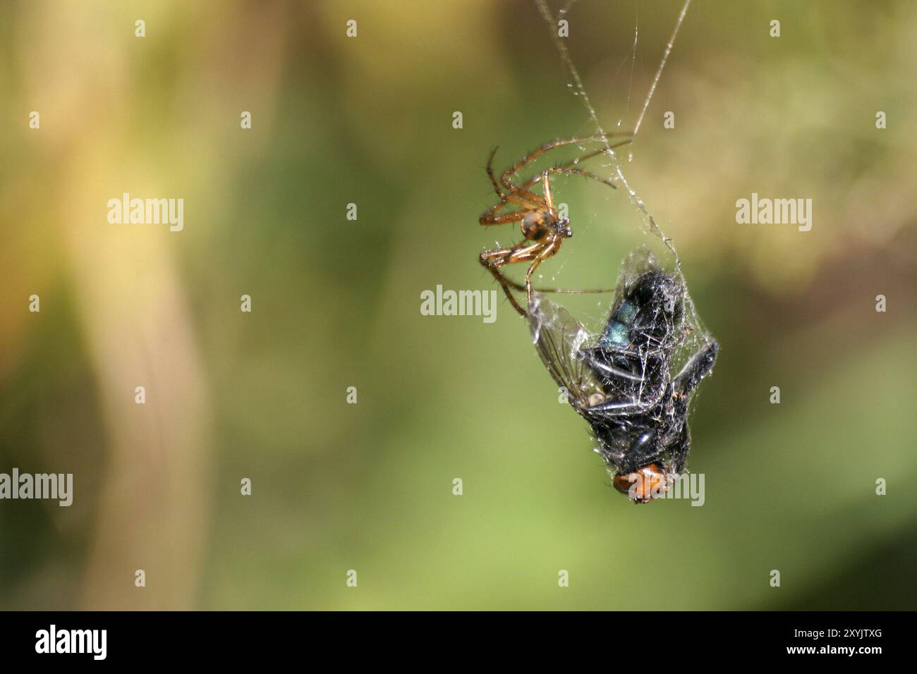 Spider with wrapped fly Stock Photo - Alamy