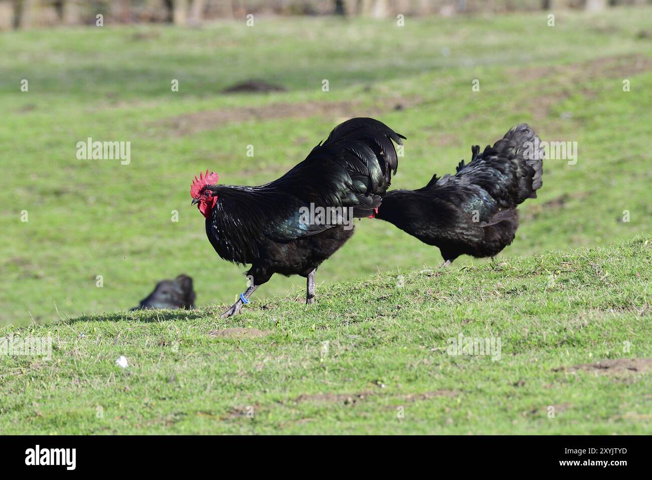 Australorp breed hi-res stock photography and images - Alamy