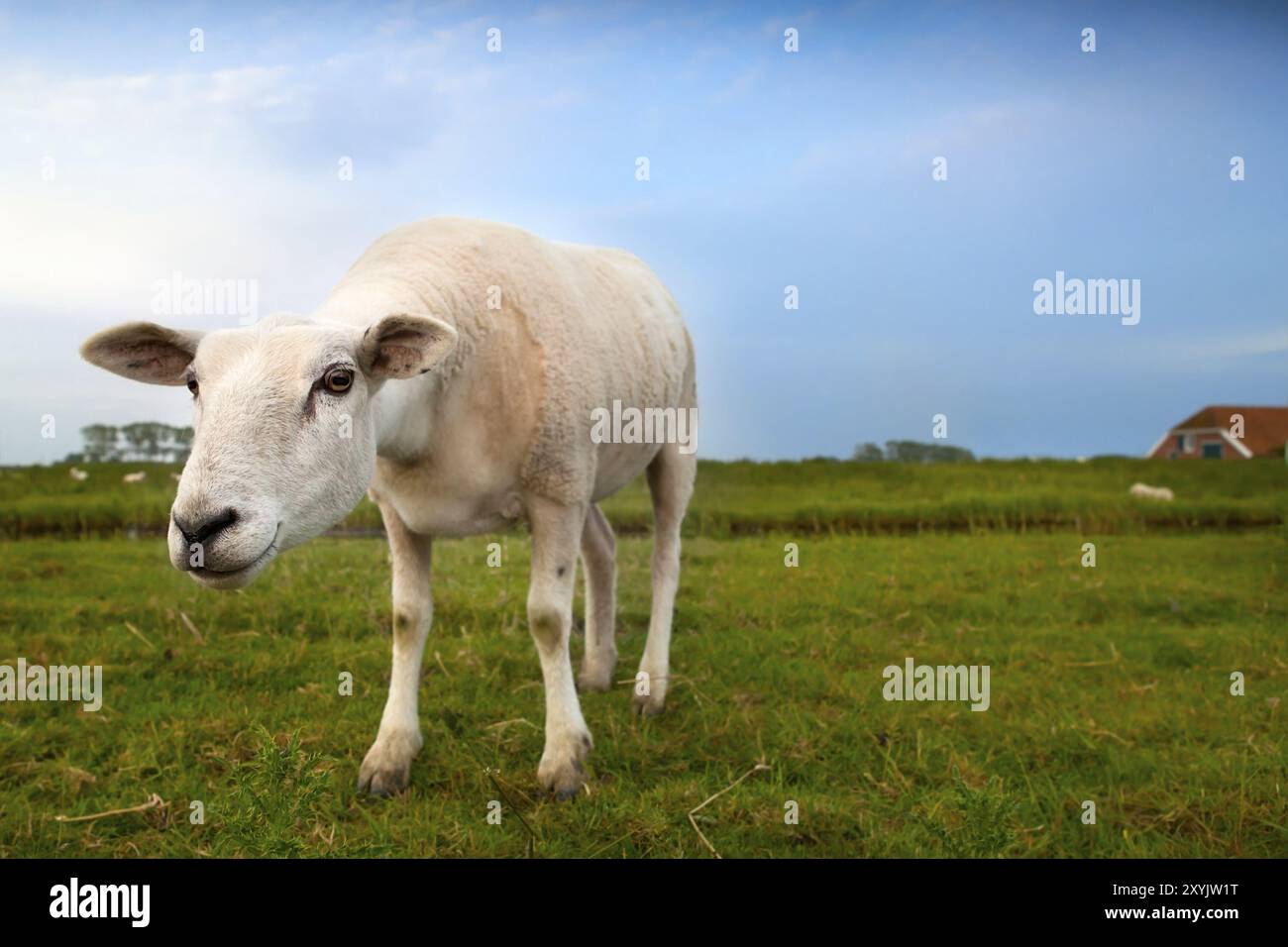 Funny wide angle animals hi-res stock photography and images - Alamy