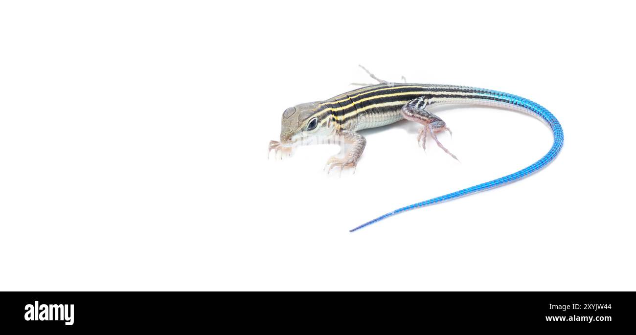 Six lined skink hi-res stock photography and images - Alamy