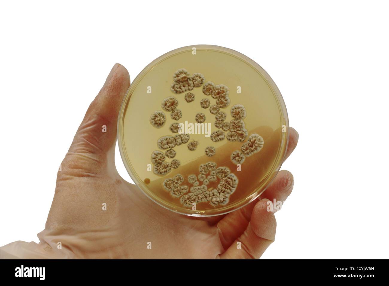 Plate with microorganisms fungi isolated on white Stock Photo - Alamy