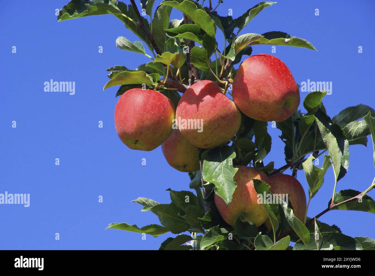 Apple am Baum, apple on tree Stock Photo - Alamy