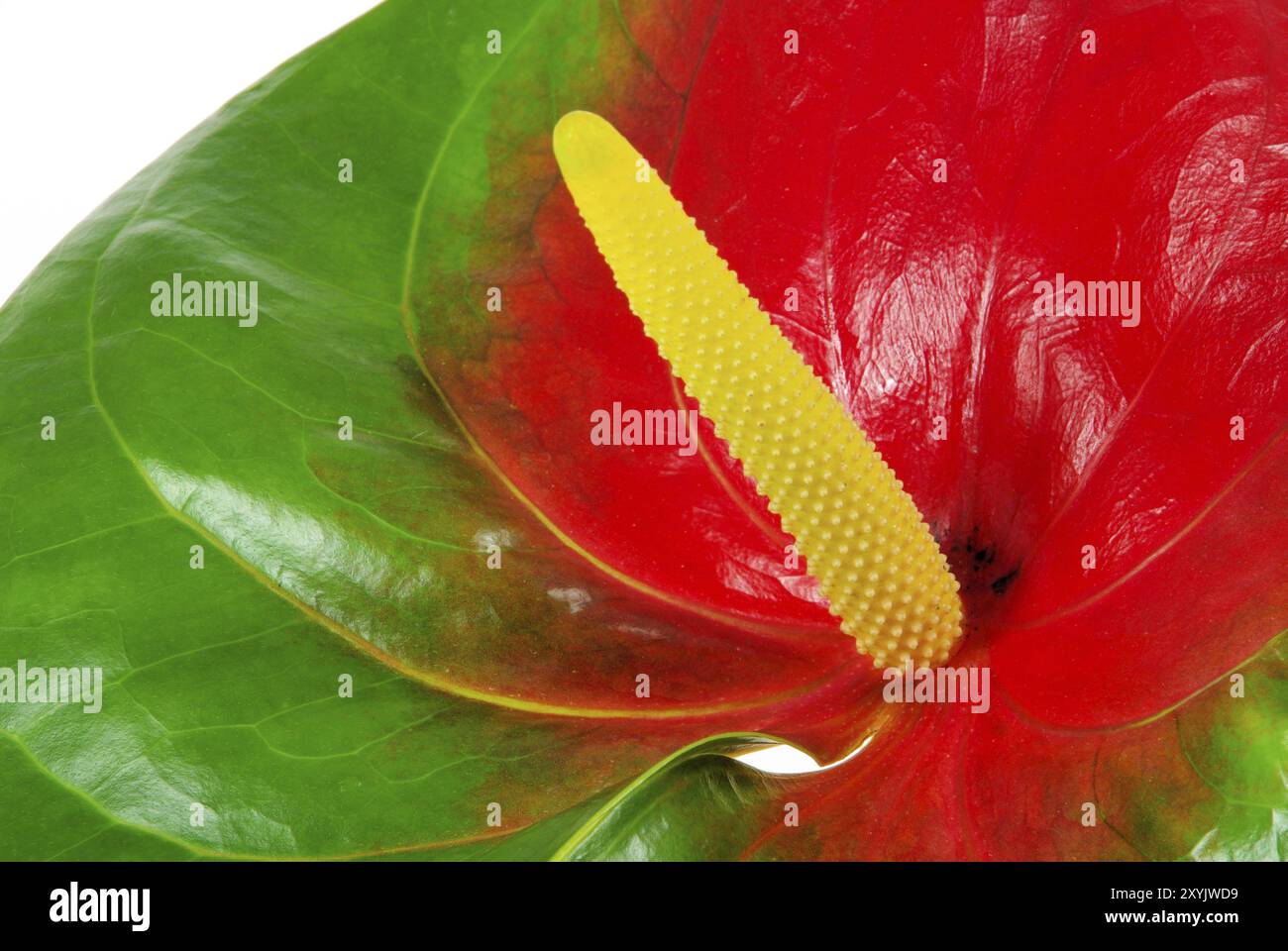 Anthurium lilies hi-res stock photography and images - Alamy
