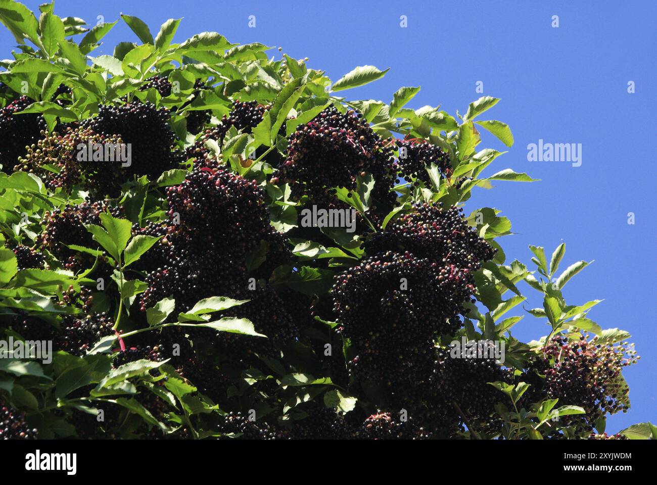 Branches flowering elder in hi-res stock photography and images - Alamy
