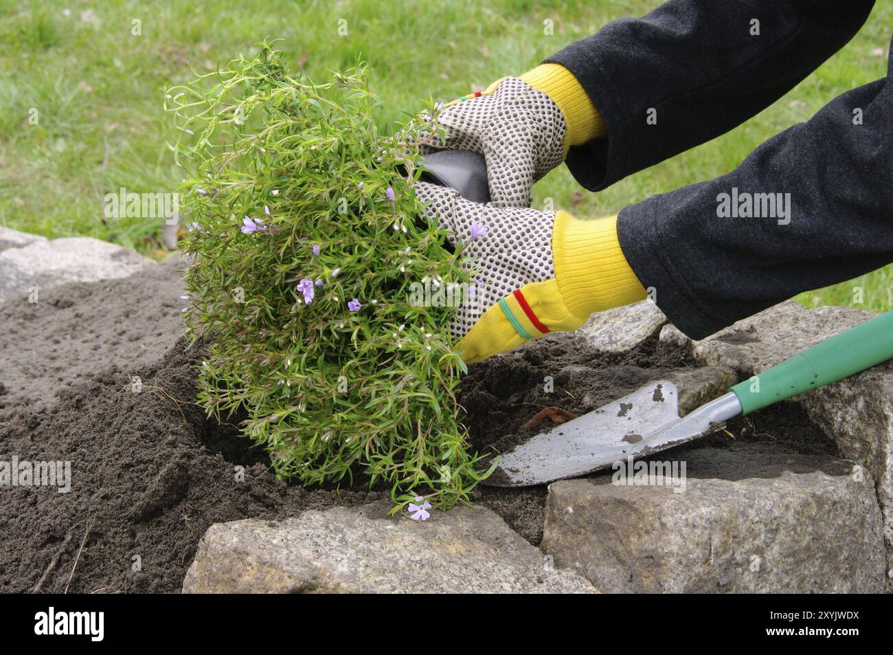 Planting shrubs, shrub planting Stock Photo - Alamy