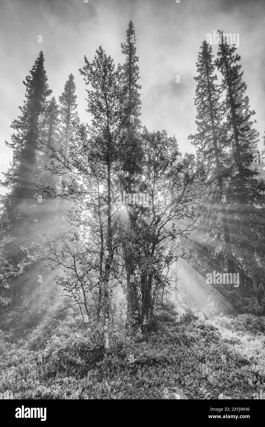 Sunbeams falling through trees, Dundret Nature Reserve, Gaellivare ...