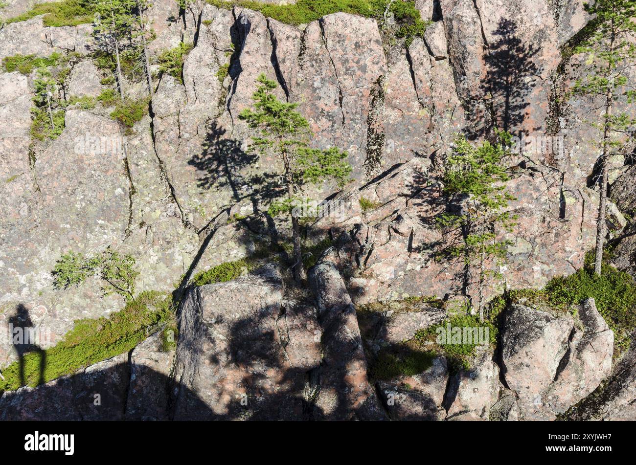 Trees in a ravine in Skuleskogen National Park, Hoega Kusten World ...