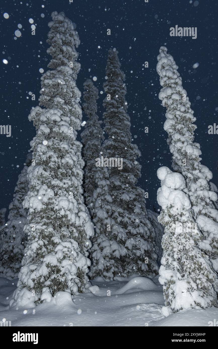 Snowfall in a snow-covered landscape, Muddus National Park, Laponia ...