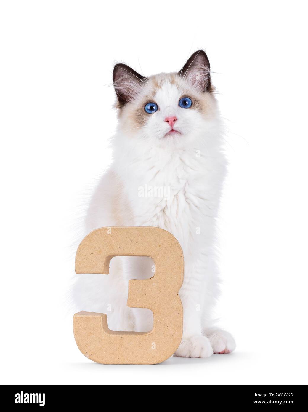 Handsome Ragdoll cat kitten sitting behind a paper digit 3 Looking ...