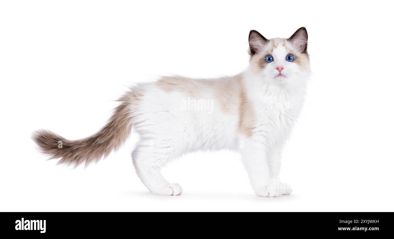Ragdoll pattern hi-res stock photography and images - Alamy