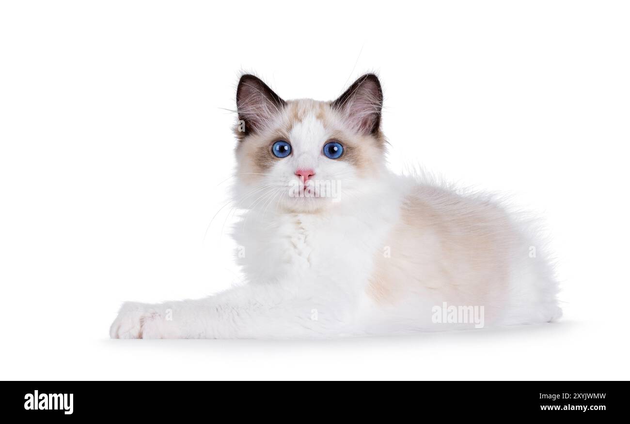 Handsome Ragdoll cat kitten laying down side ways. Looking curious ...