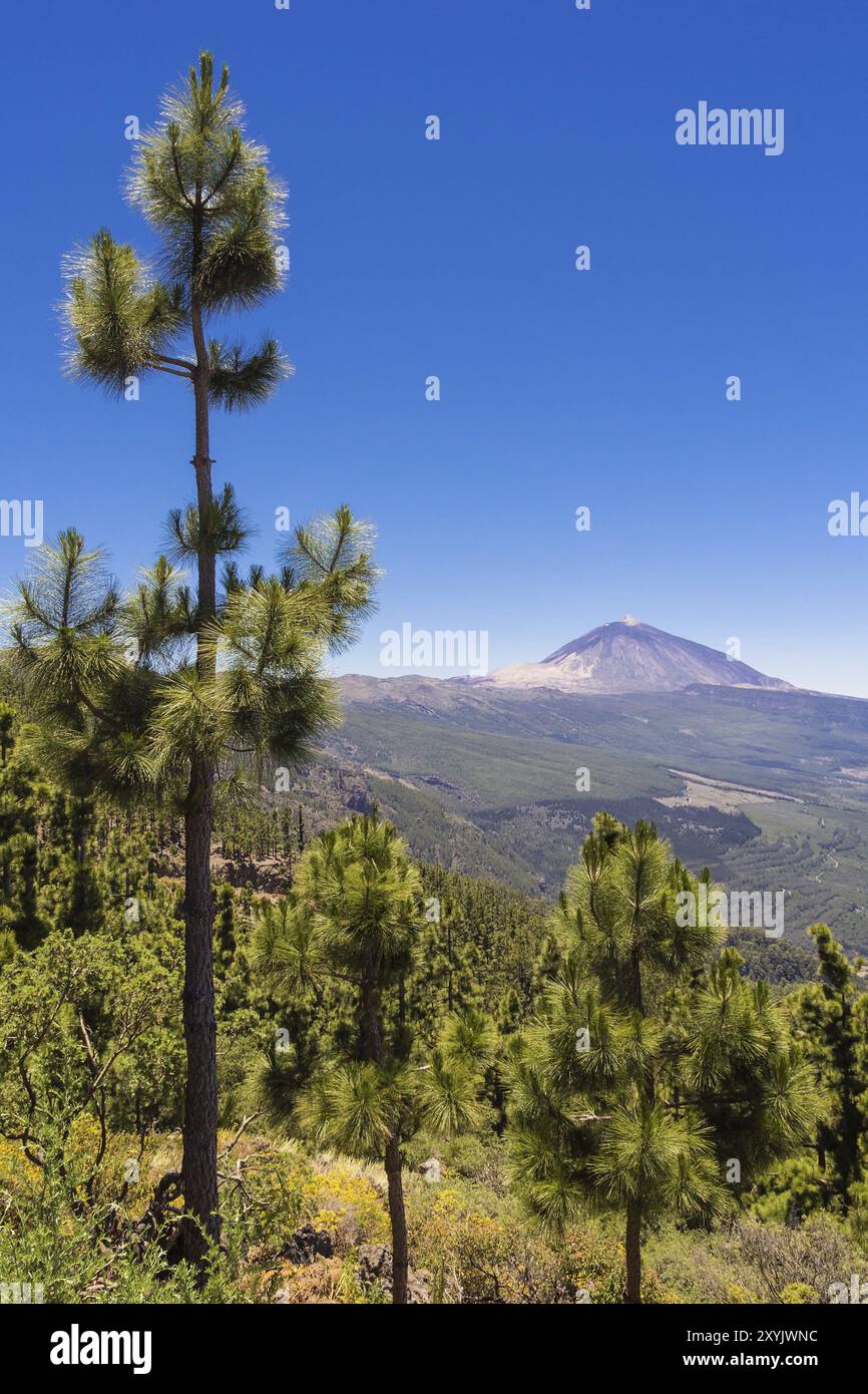 Trees on the Canary Island of Tenerife Stock Photo - Alamy