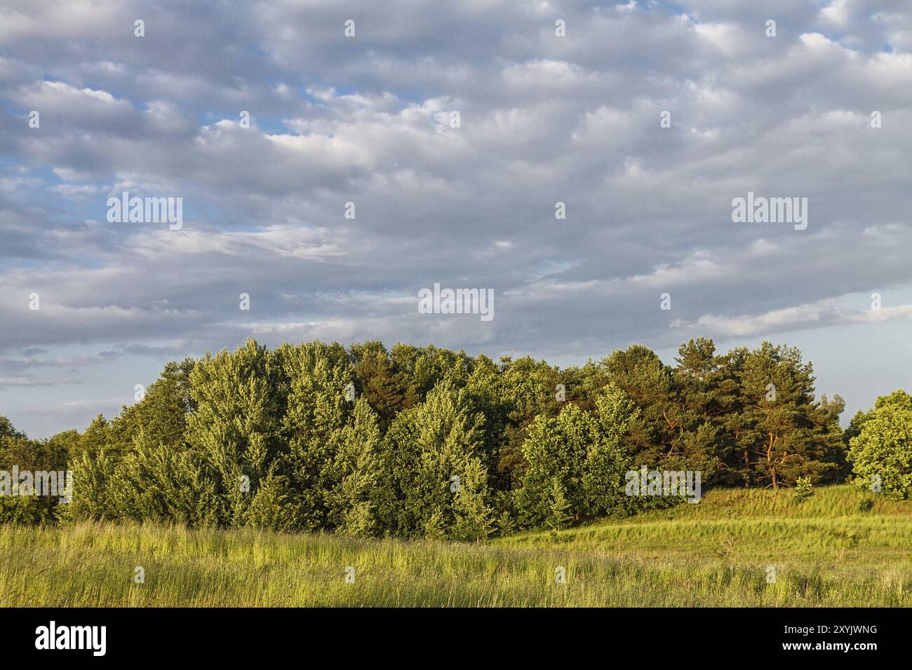 Feldberger schwarzwald hi-res stock photography and images - Alamy
