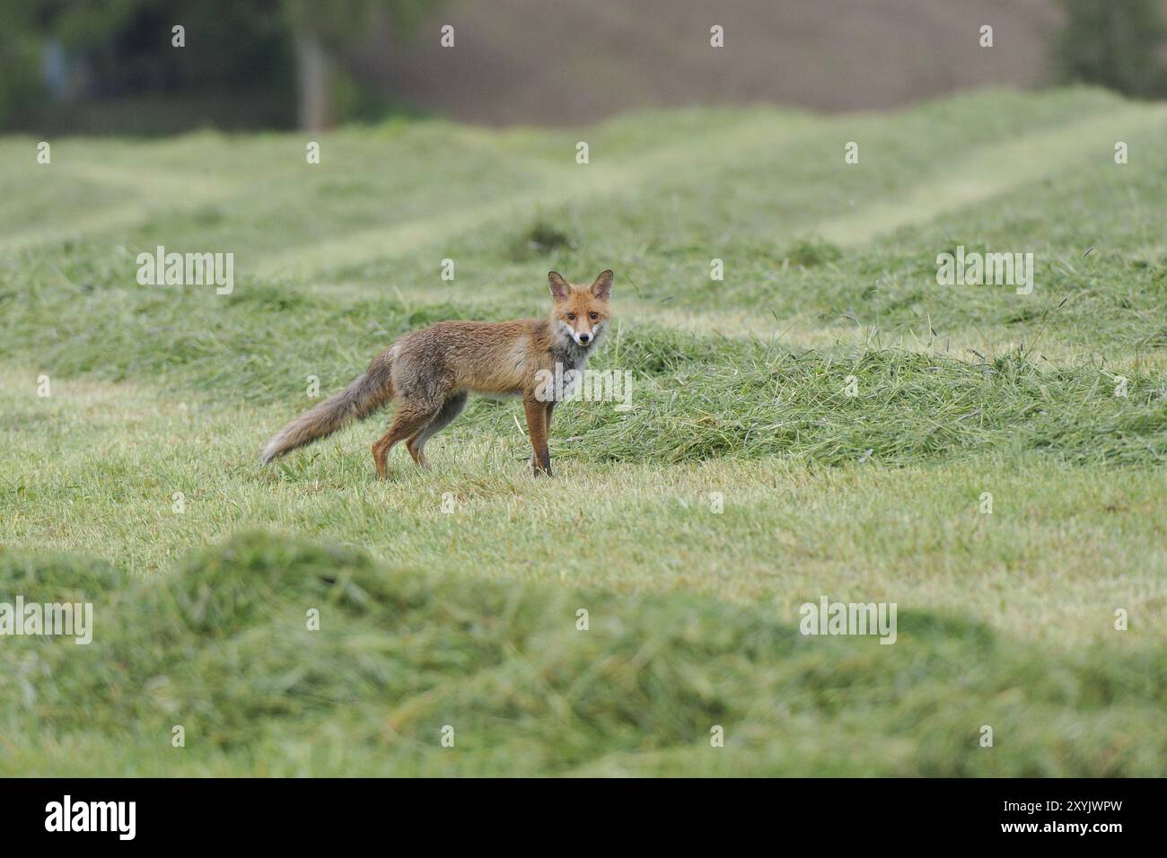 Red fox vulpes creeping hi-res stock photography and images - Alamy