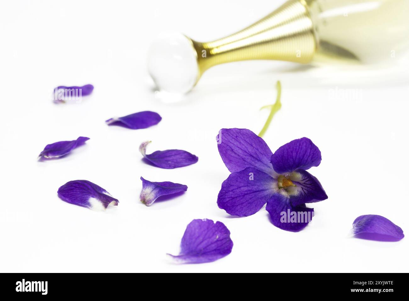 Smell of violets hi-res stock photography and images - Alamy