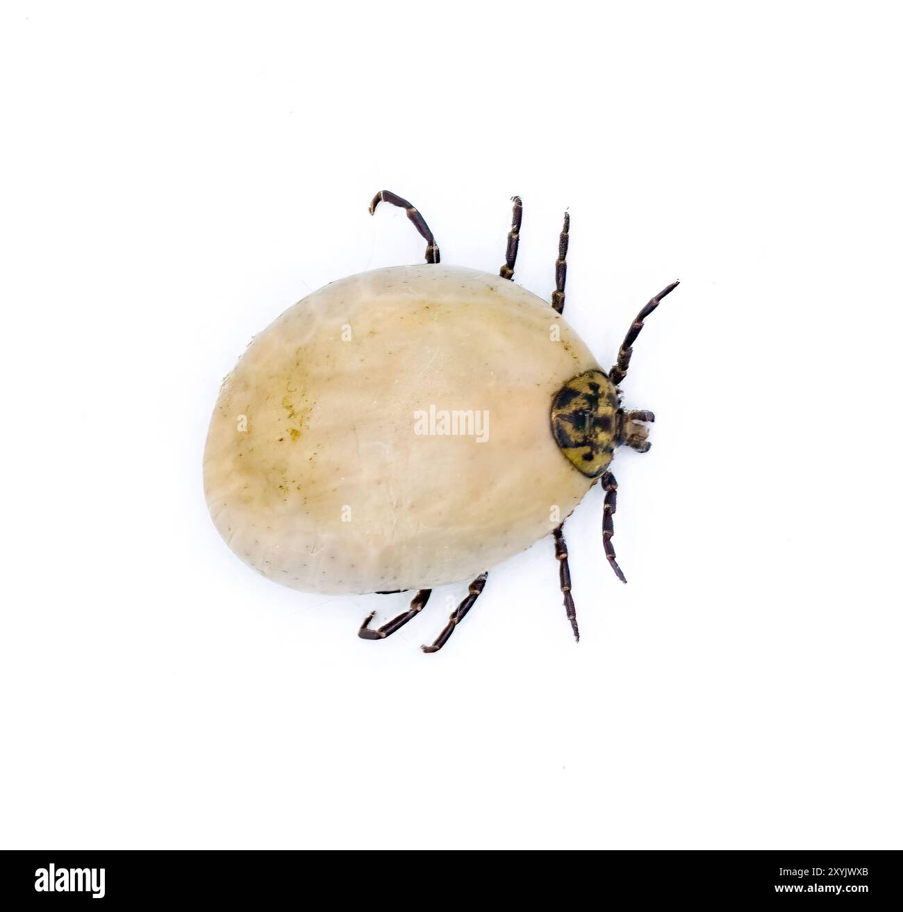 gopher tortoise tick adult - Amblyomma tuberculatum - dorsal top view ...