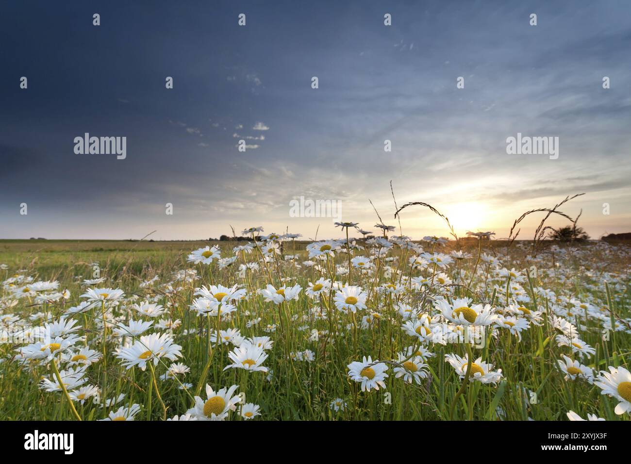 Chamomile in setting wildflowers hi-res stock photography and images ...