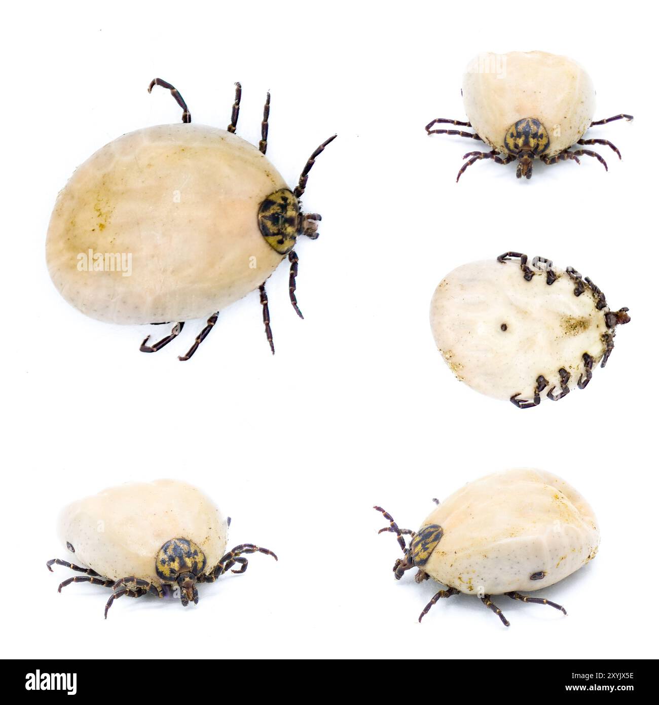 Five largest species Cut Out Stock Images & Pictures - Alamy