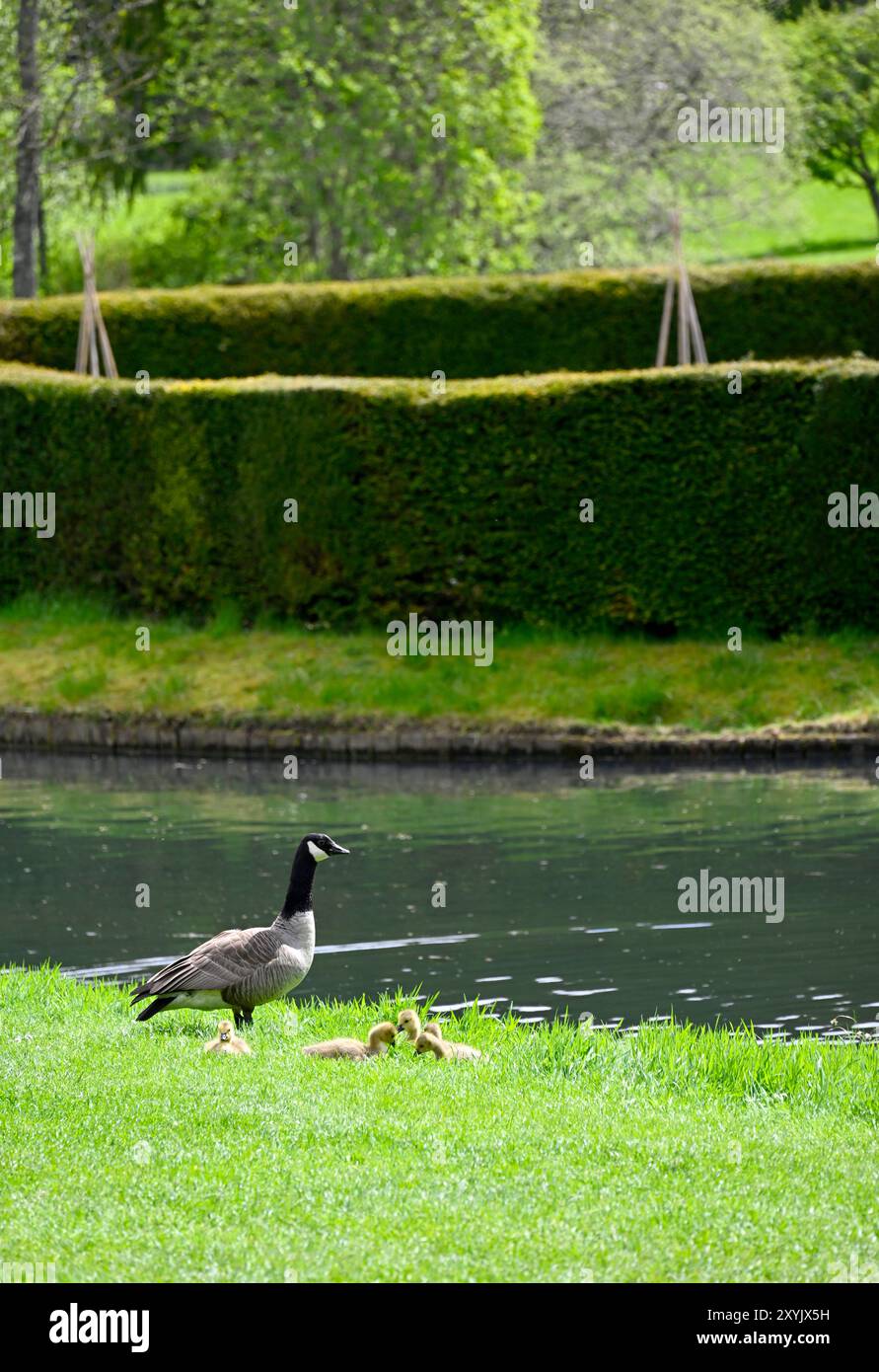 Canada Goose with Goslings near the Lake at Blair Atholl Castle Stock ...