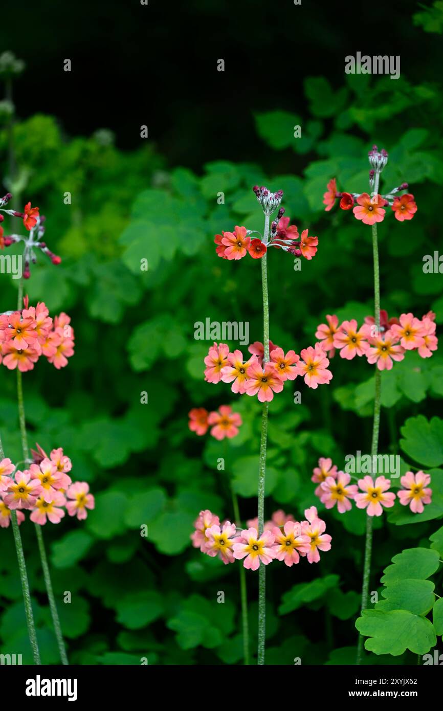 Japanese Primroses in flower in a woodland at Cluny House Gardens Stock ...