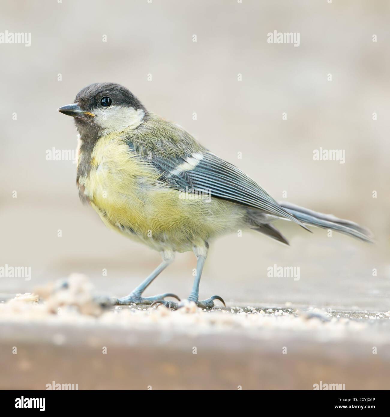 Paridae, bird and wildlife in nature of ecosystem with insectivorous ...