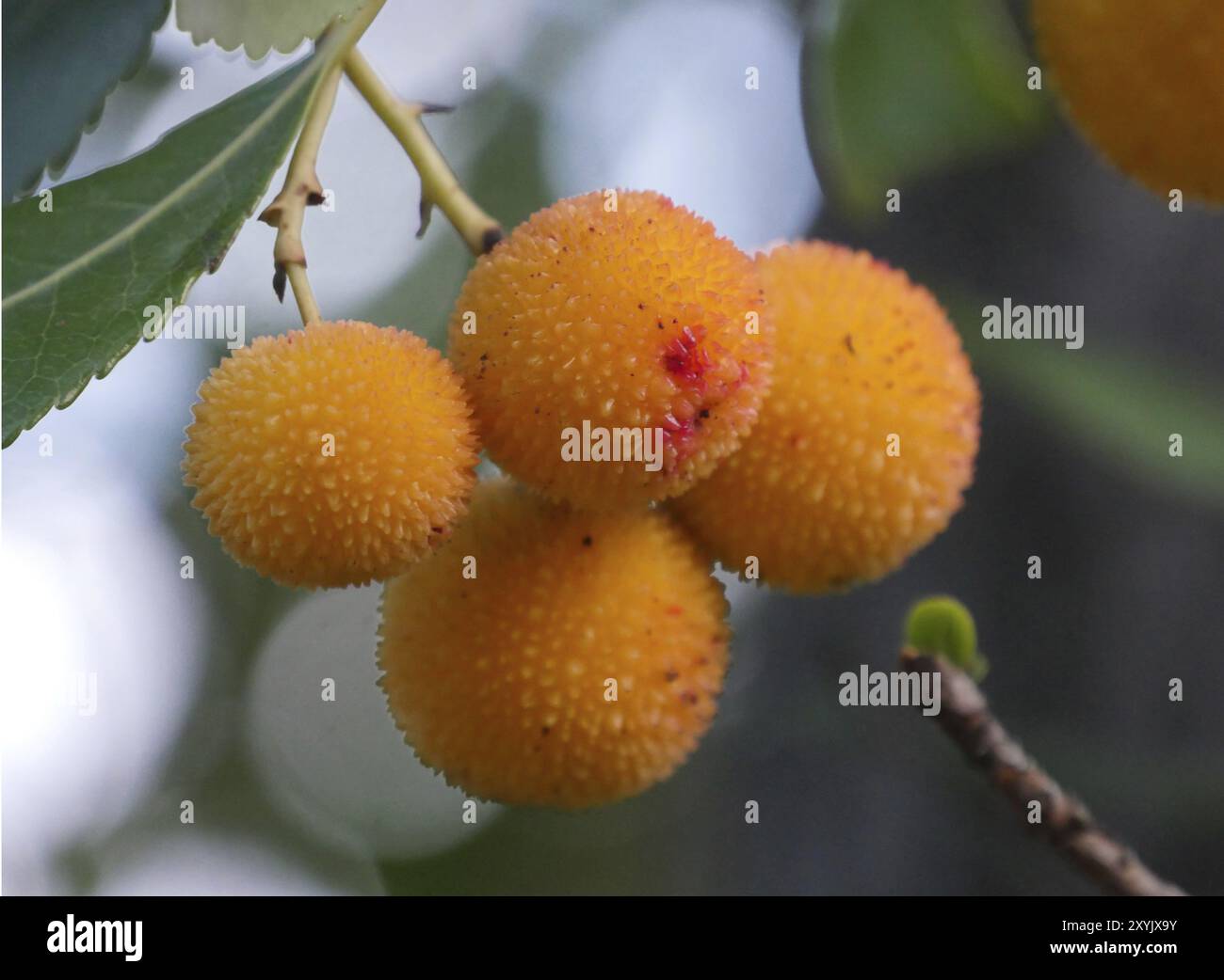 The strawberry trees (Arbutus), also known as western hagapple ...