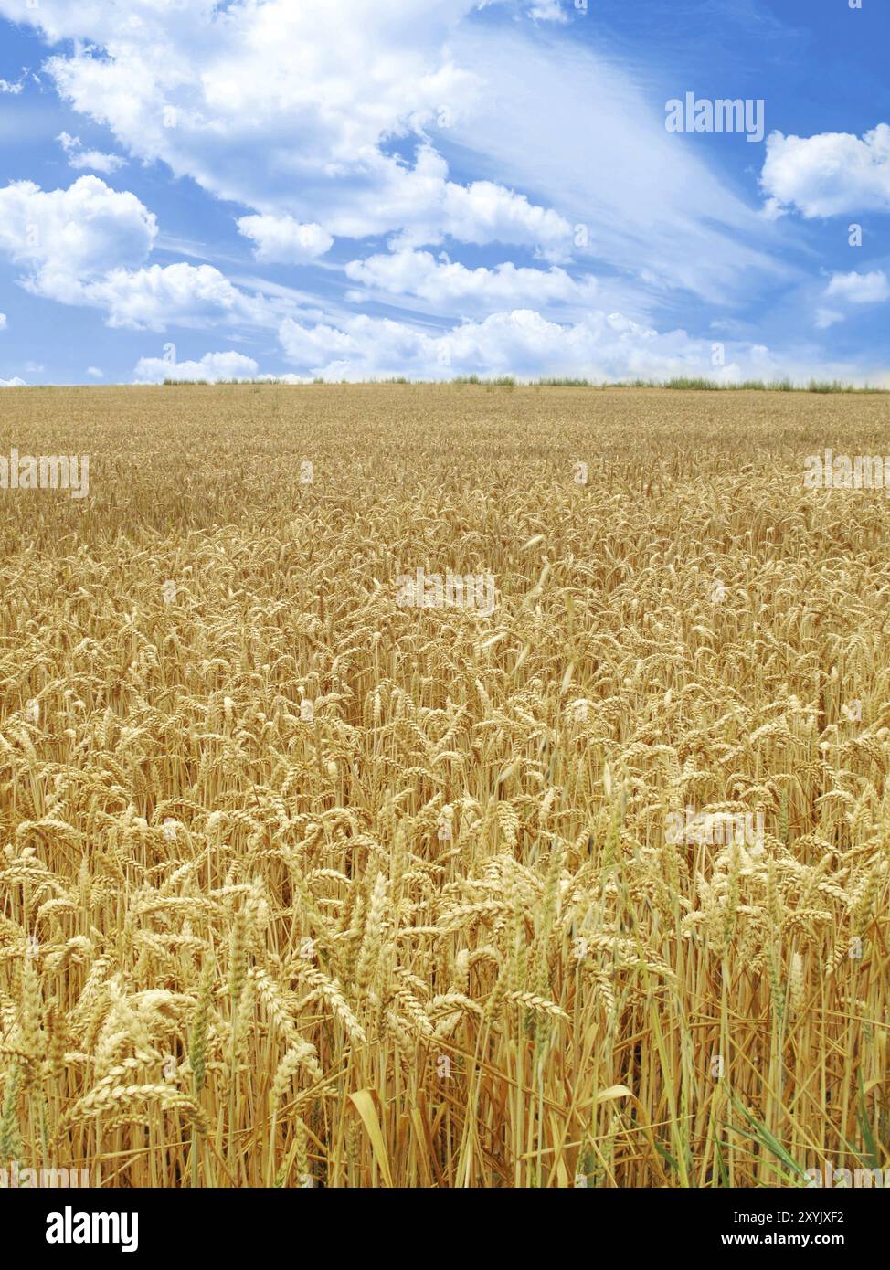 Grain field under beautiful sky Stock Photo - Alamy
